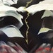 Georgia O'keeffe "black Place Iii" Art Print Custom Framed - Etsy