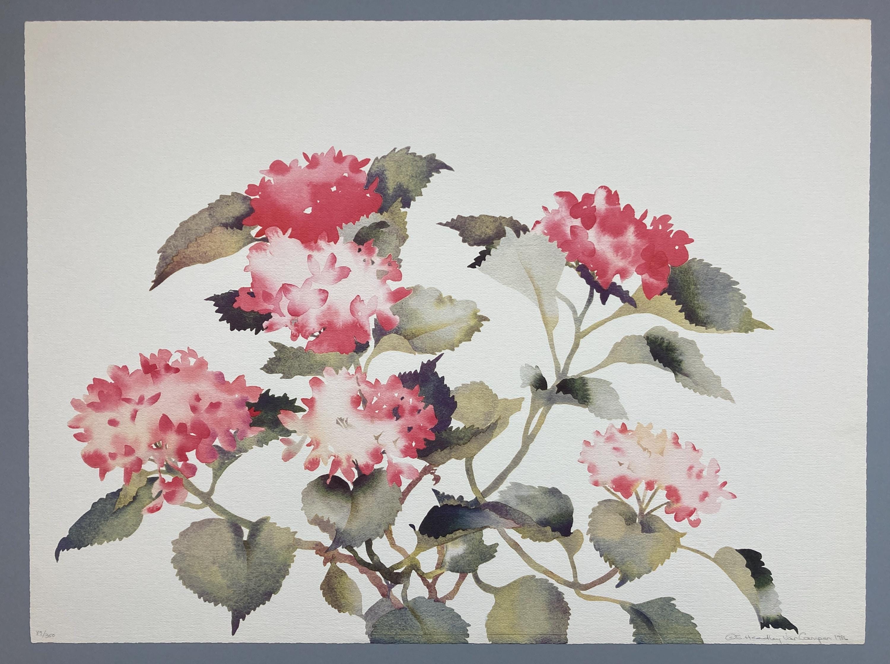 Susan Headley Van Campen "red Geraniums" Hand Signed Lim. Ed. New ...