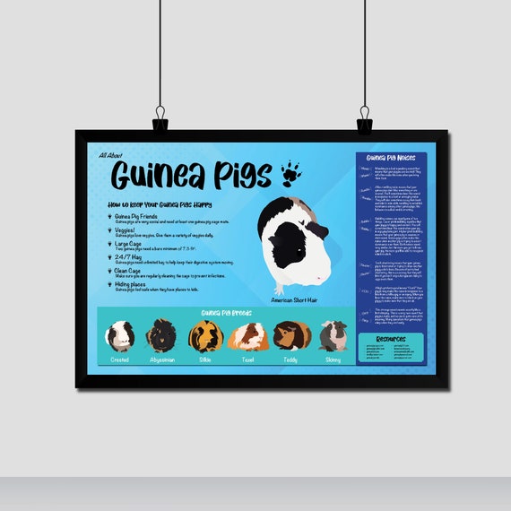 36x24 All About Guinea Pigs Infographic Poster | Etsy