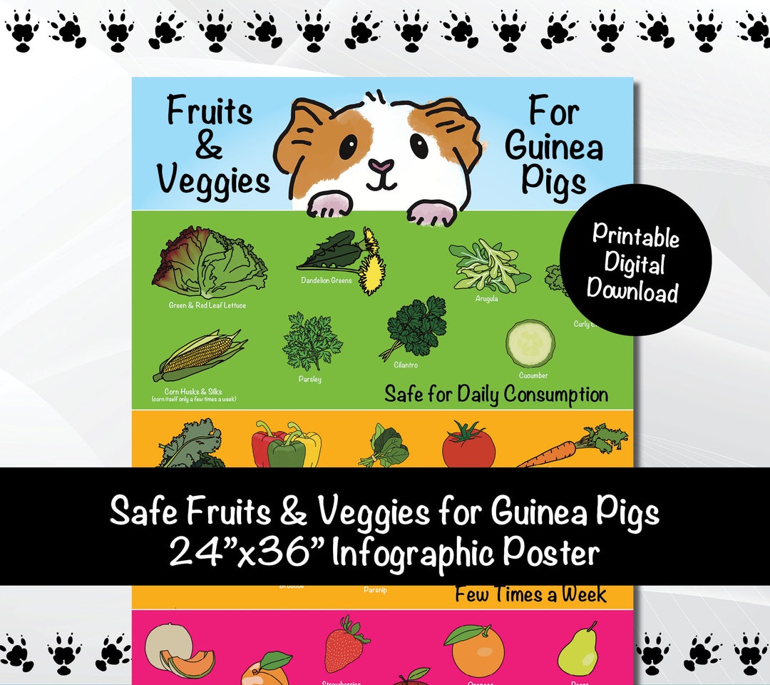 Safe Fruits & Veggies for Guinea Pigs Infographic Poster 24x36 Digital Download - Etsy