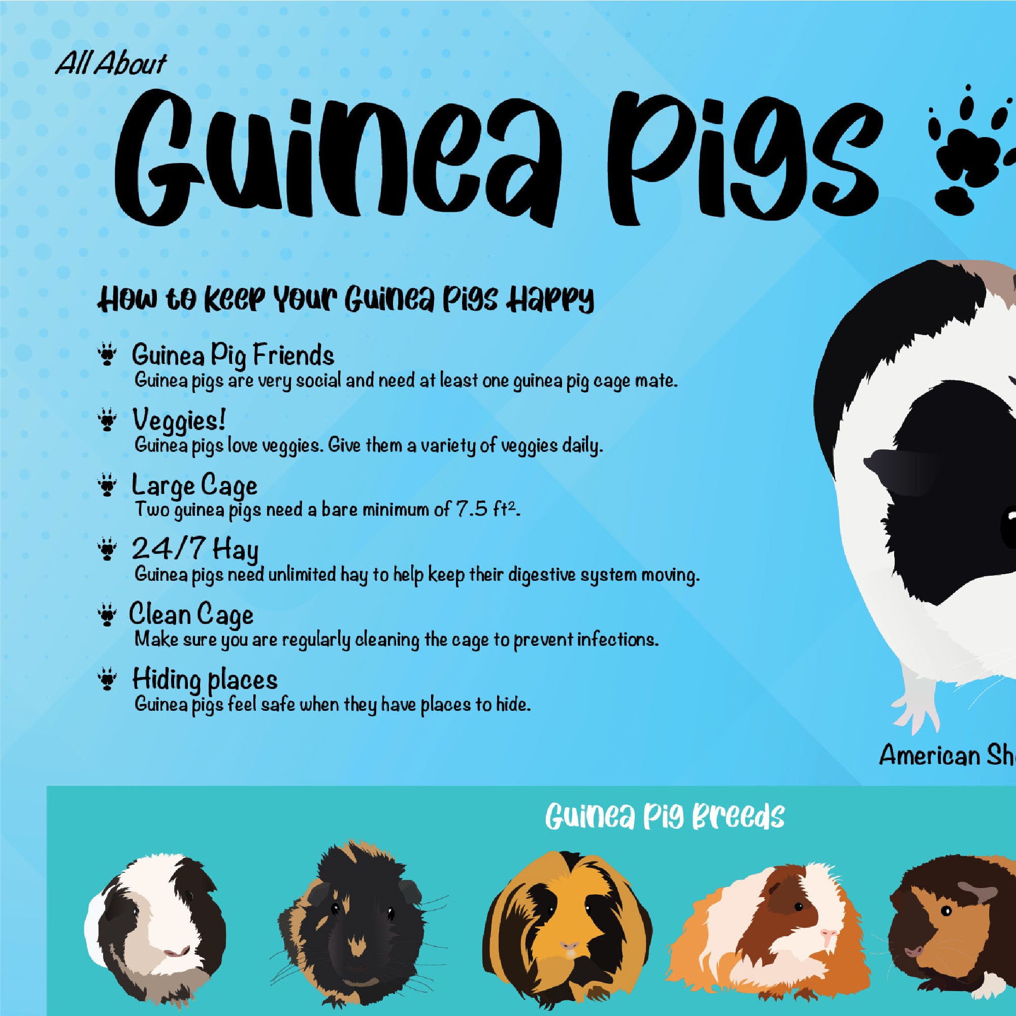 36x24 All About Guinea Pigs Infographic Poster - Etsy