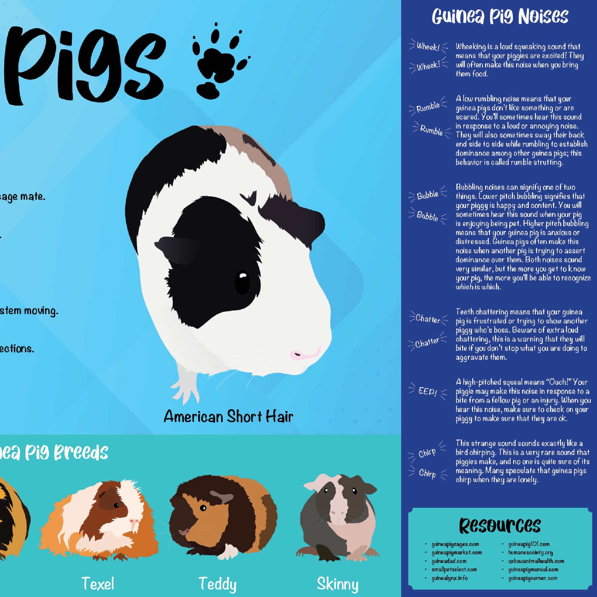 36x24 All About Guinea Pigs Infographic Poster - Etsy