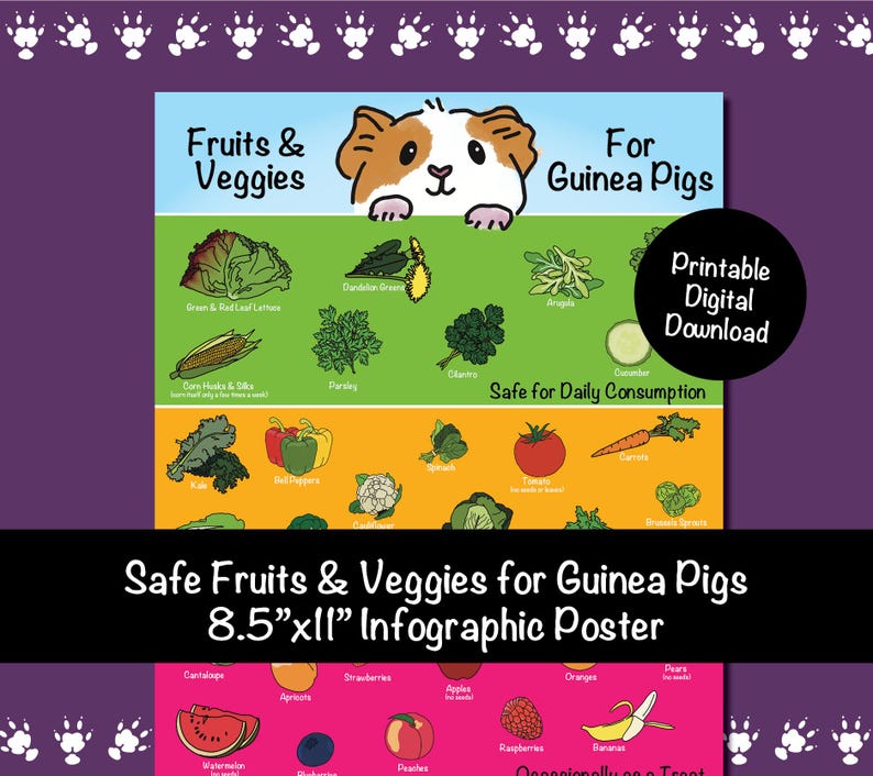 Safe Fruits & Veggies for Guinea Pigs Infographic Poster - 8.5x11 ...