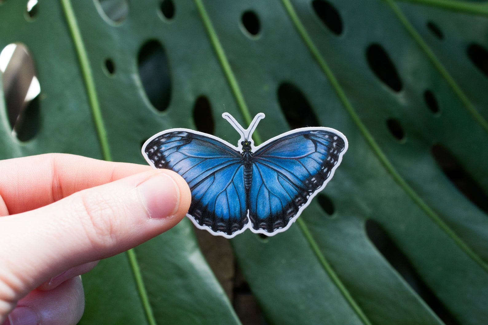 Blue Butterfly Vinyl Sticker Vinyl Decal Waterproof Scratch - Etsy ...