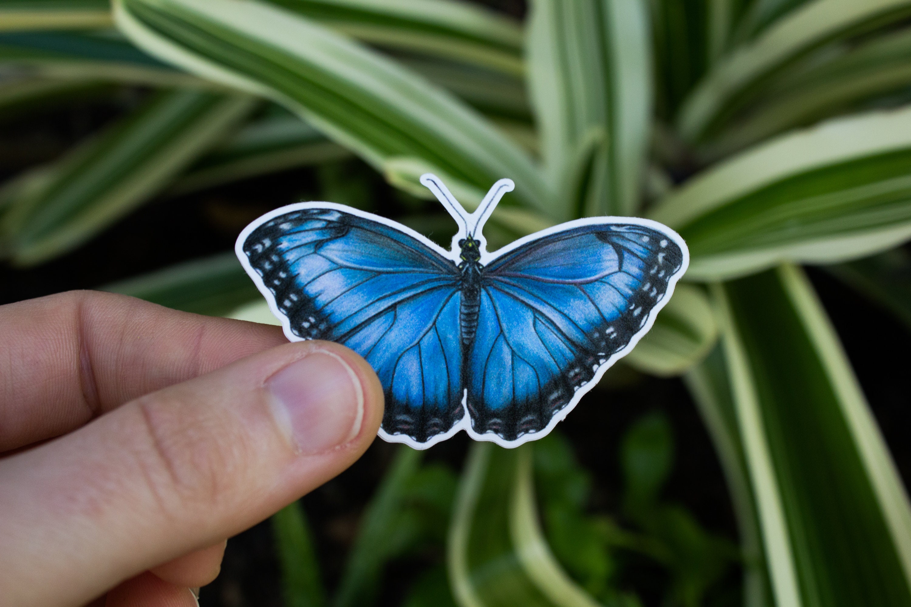 Blue Butterfly Vinyl Sticker Vinyl Decal Waterproof Scratch - Etsy ...
