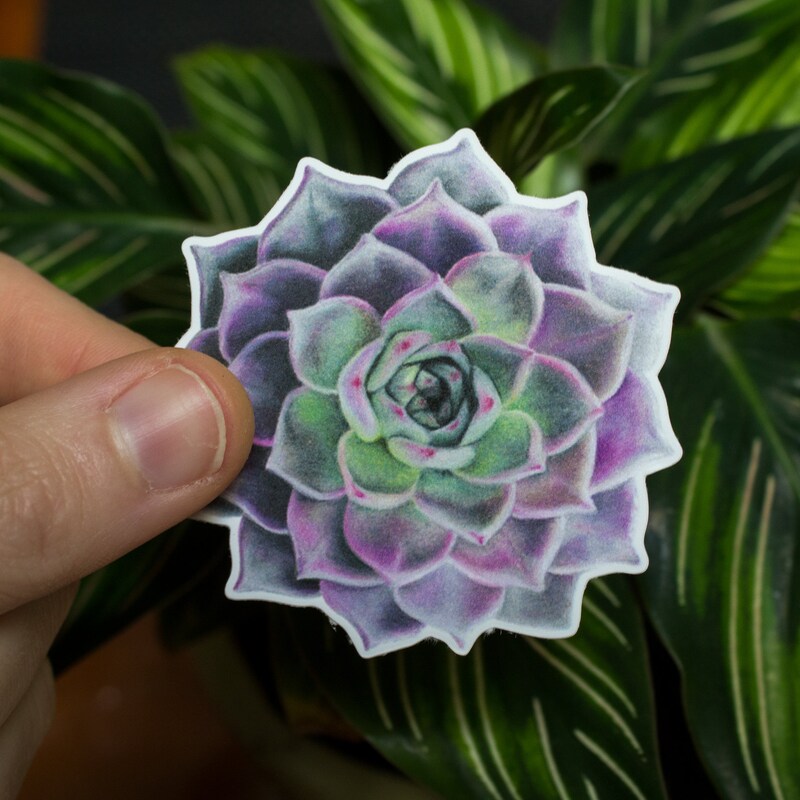 Succulent Decal - Etsy