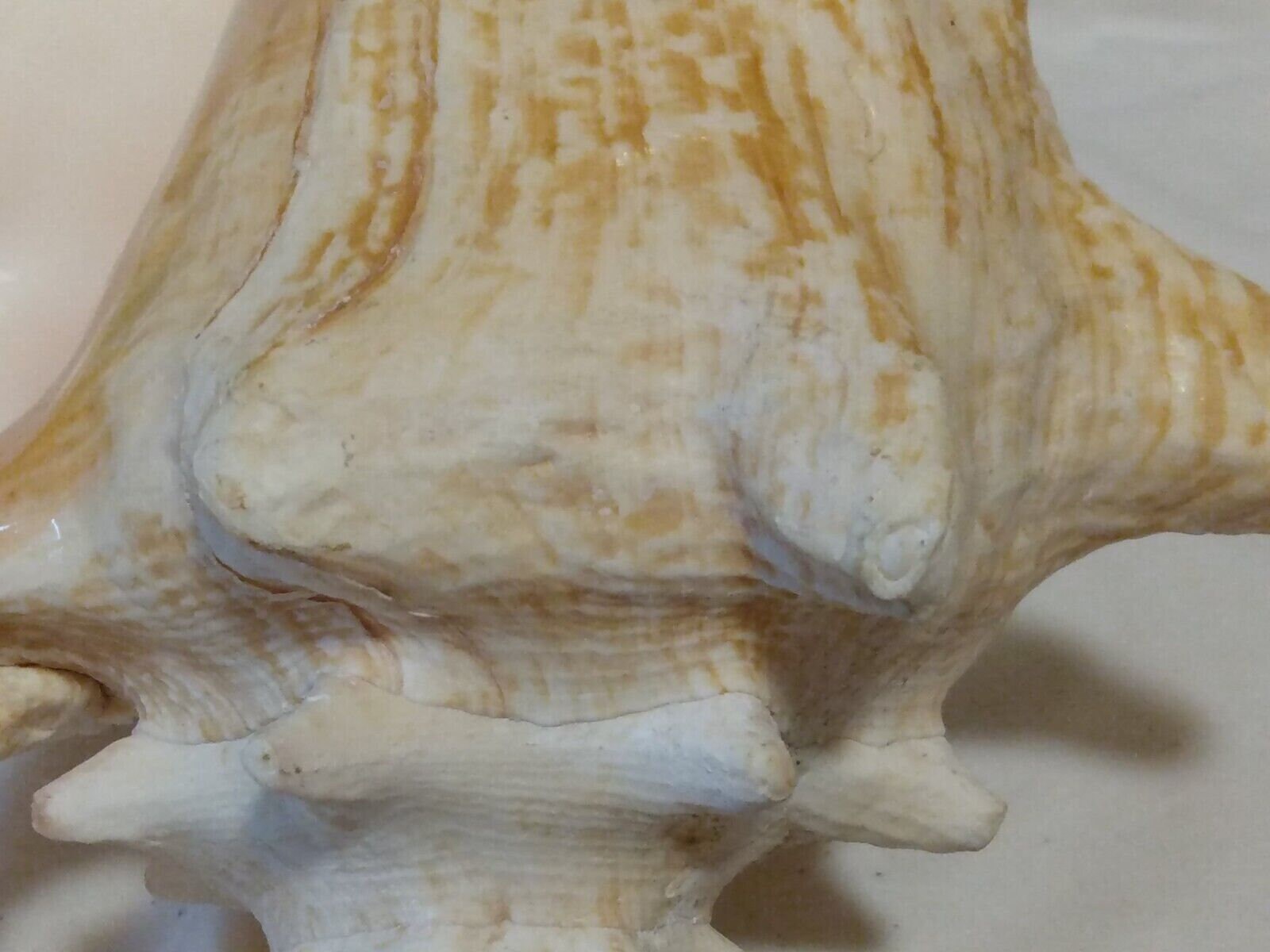 Large Natural Queen Conch Sea Shell Horned Beach Décor 9.5 X 8 Vtg ...