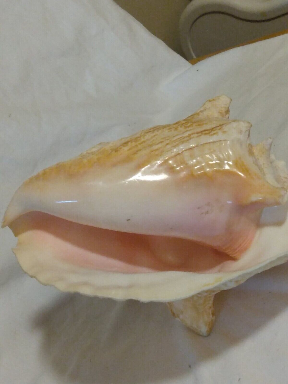Large Natural Queen Conch Sea Shell Horned Beach Décor 9.5" X 8" Vtg ...