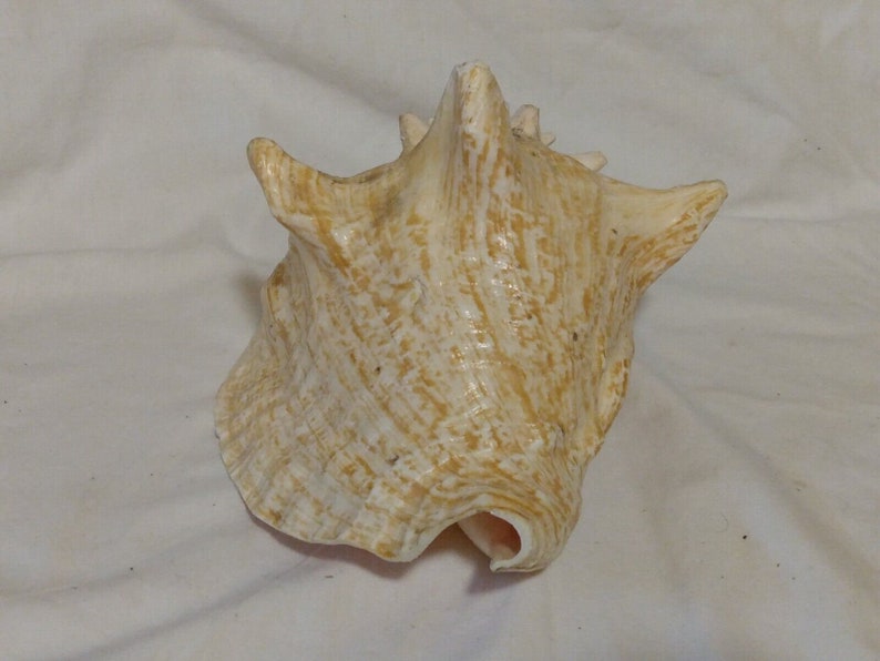Large Natural Queen Conch Sea Shell Horned Beach Décor 9.5" X 8" Vtg ...