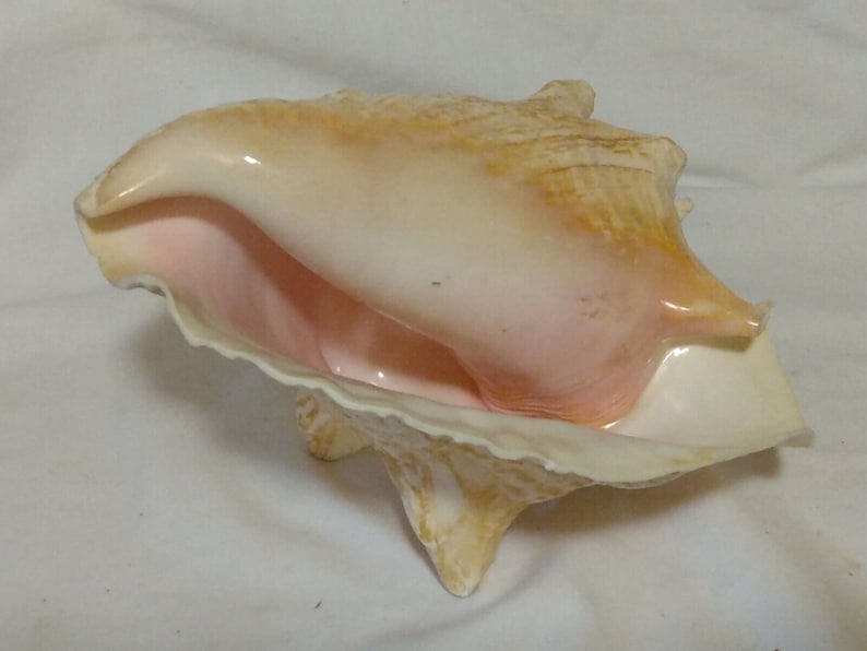 Large Natural Queen Conch Sea Shell Horned Beach Décor 9.5" X 8" Vtg Nautical - Etsy