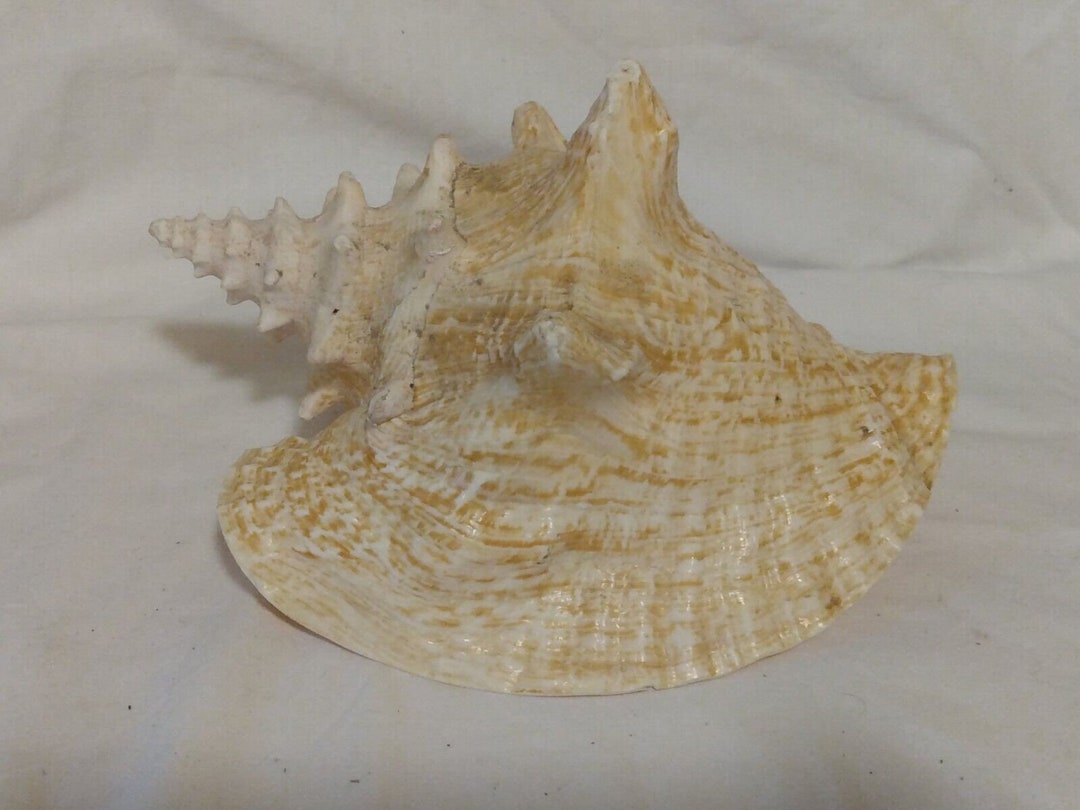 Large Natural Queen Conch Sea Shell Horned Beach Décor 9.5" X 8" Vtg ...