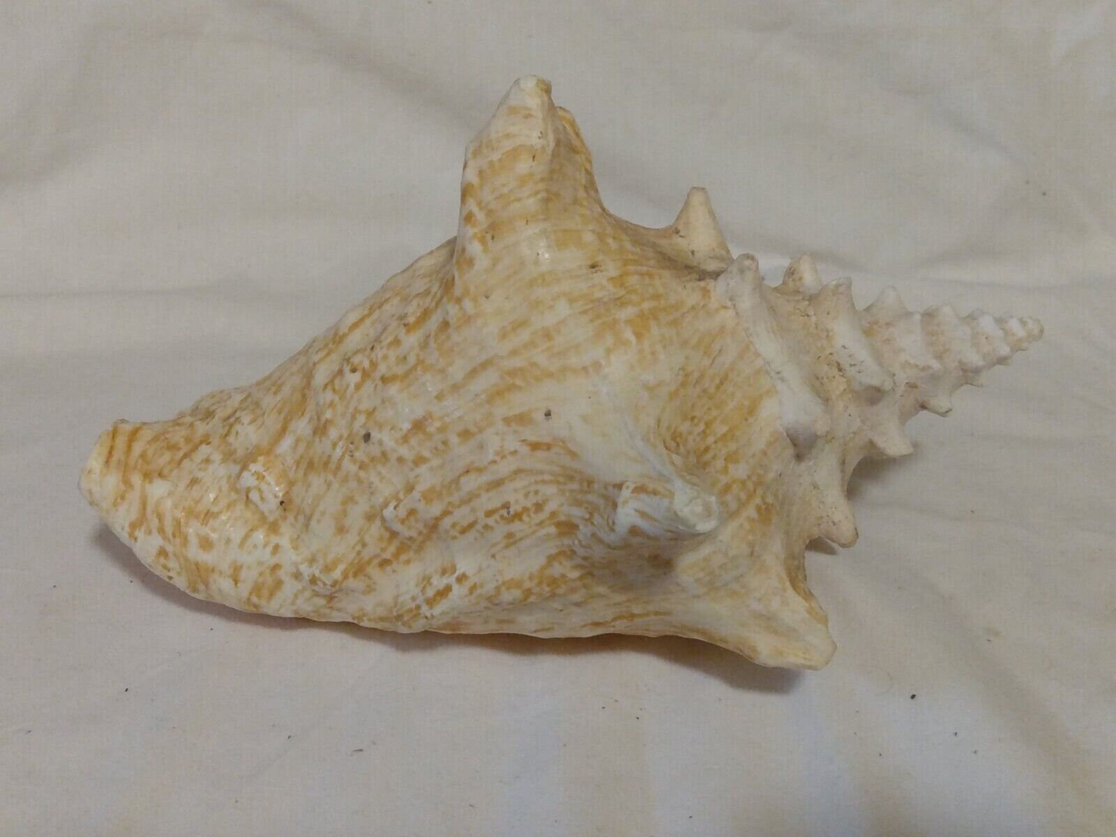 Large Natural Queen Conch Sea Shell Horned Beach Décor 9.5" X 8" Vtg ...