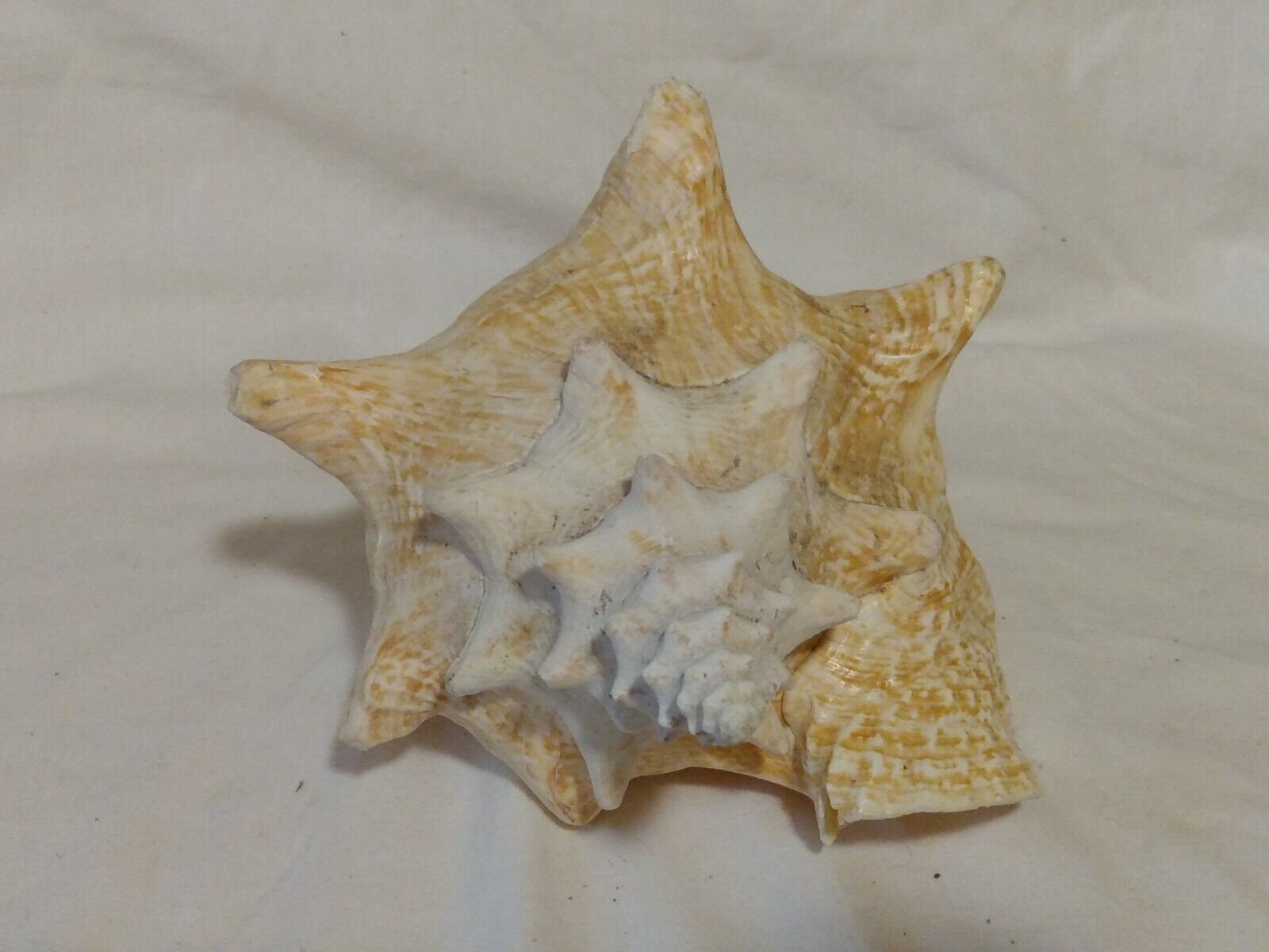 Large Natural Queen Conch Sea Shell Horned Beach Décor 9.5" X 8" Vtg ...