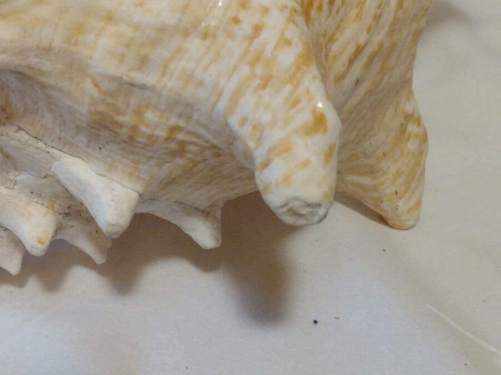 Large Natural Queen Conch Sea Shell Horned Beach Décor 9.5 X 8 Vtg ...