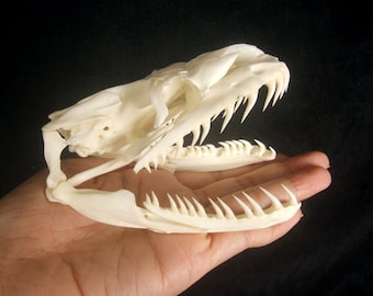 Snake Skull Real - Etsy