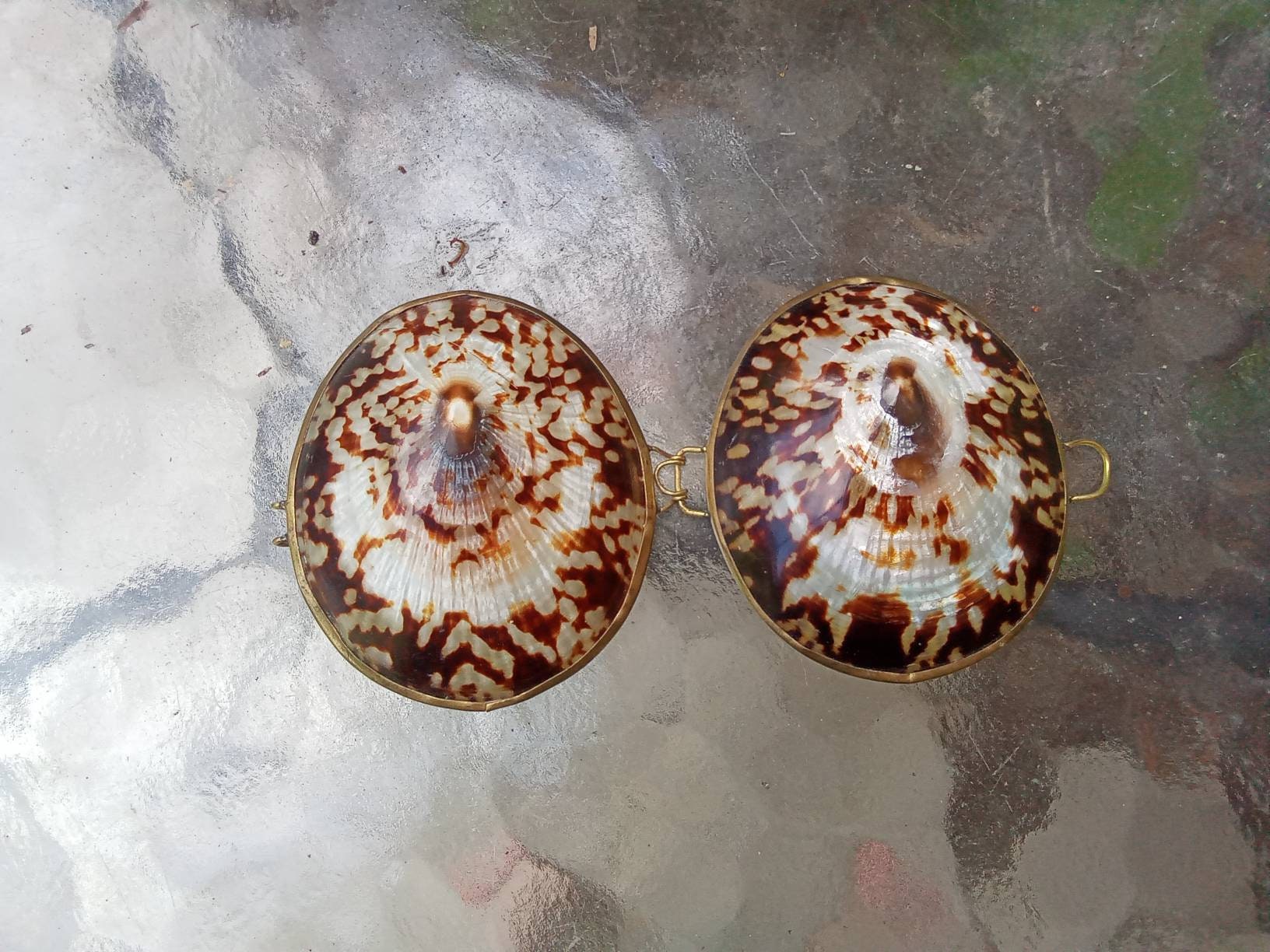 Old Seashell Coin Purse Vintage Souvenir Shell Beach - Etsy