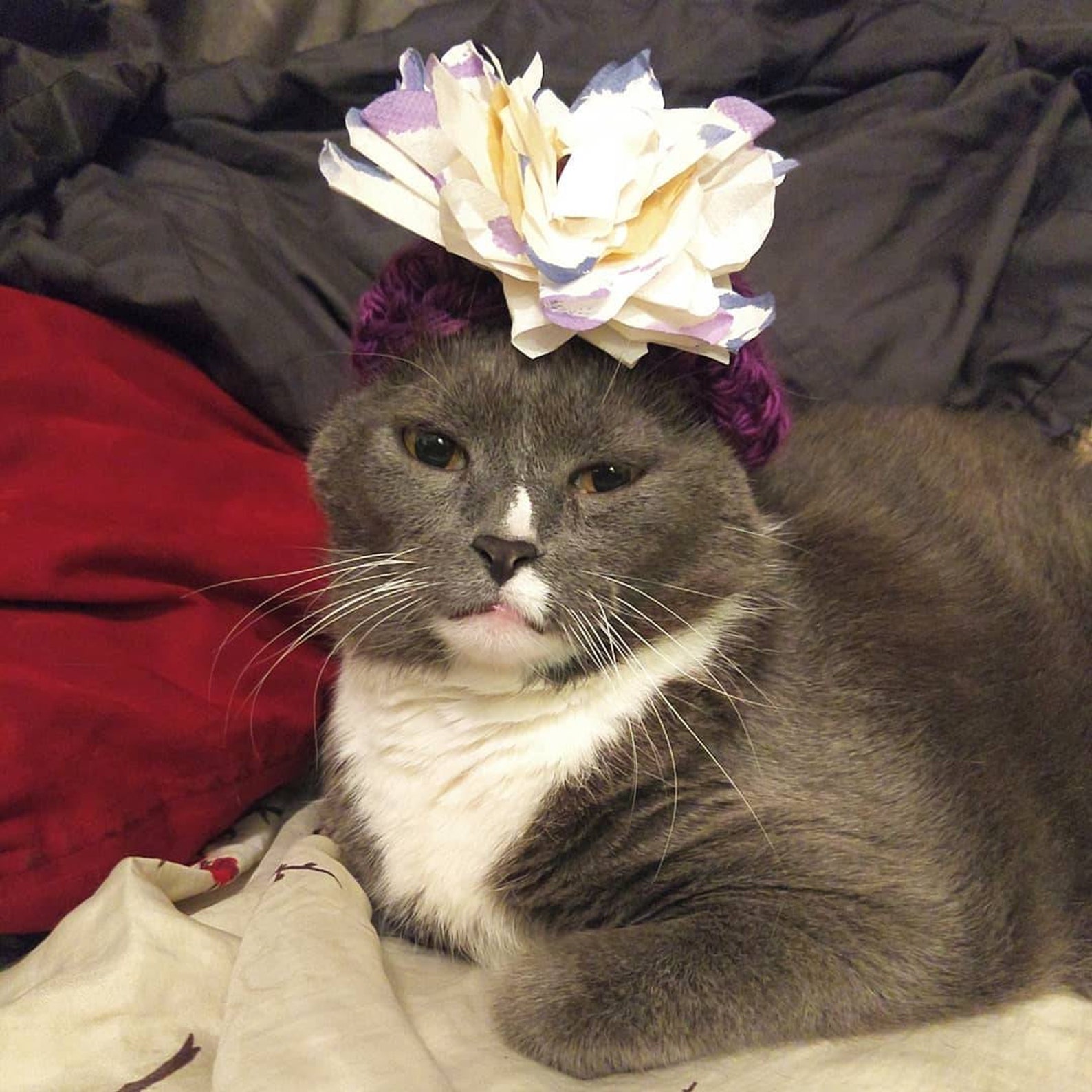 Custom Fancy Turban Cat Hat Perfect for Christmas/holidays - Etsy