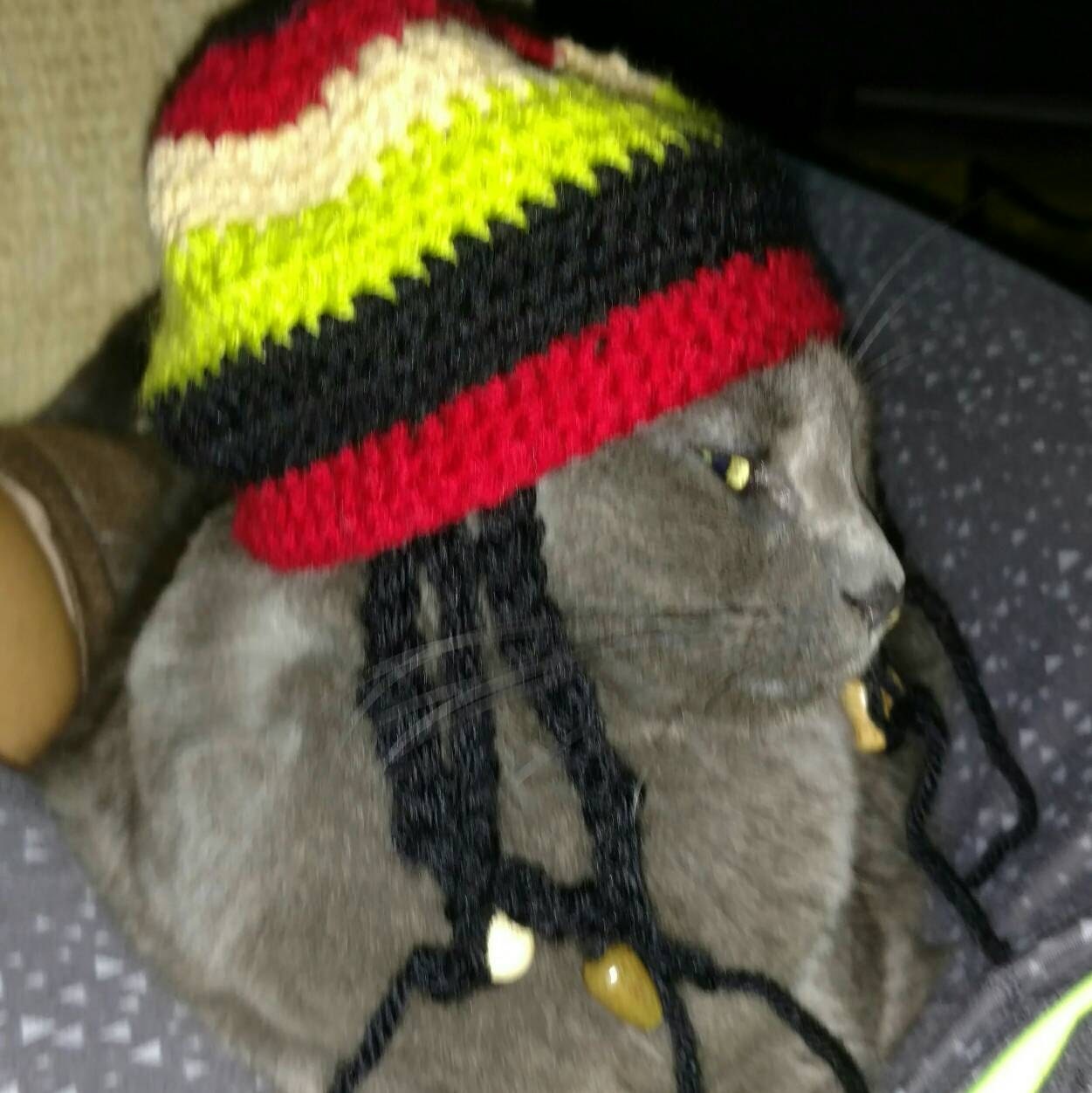 Cat With Dreadlocks
