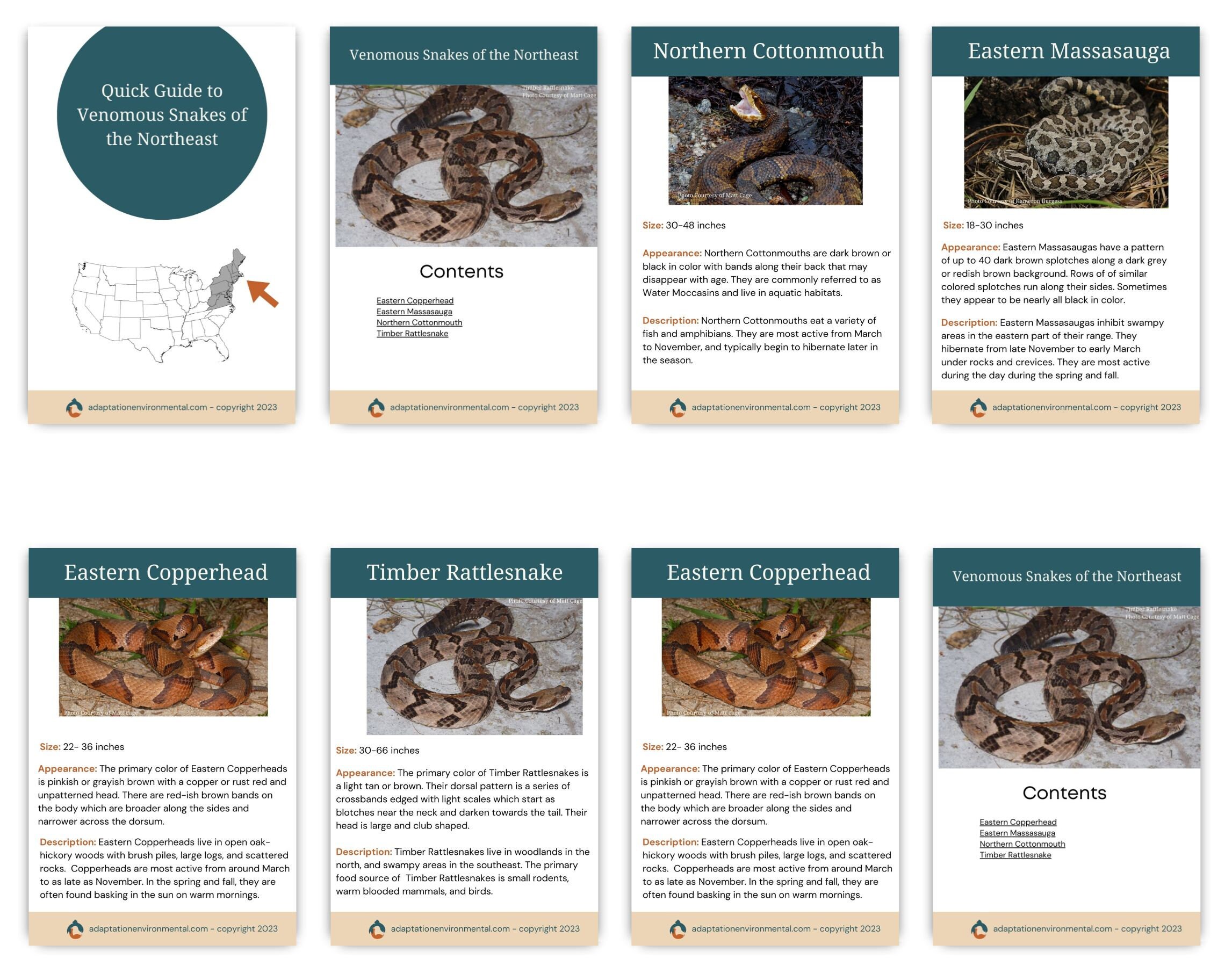 Venomous Snakes of the Northeast, Digital Guide, Printable - Etsy
