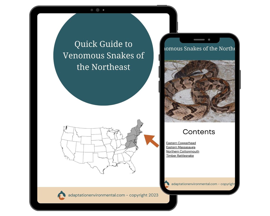 Venomous Snakes of the Northeast, Digital Guide, Printable - Etsy