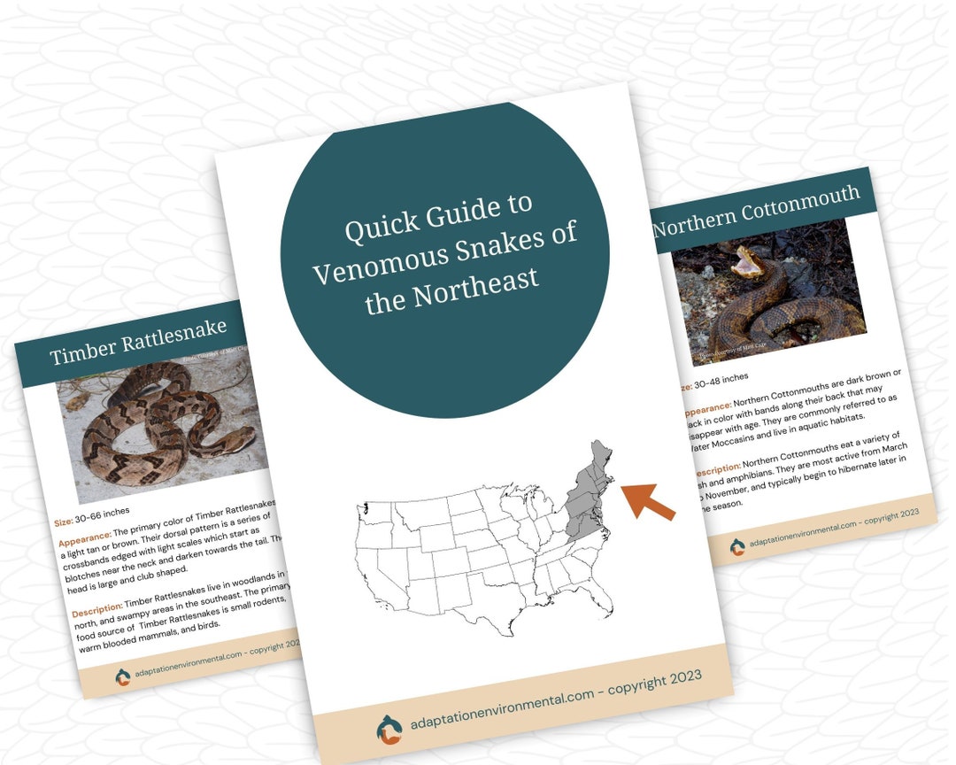 Venomous Snakes of the Northeast, Digital Guide, Printable - Etsy
