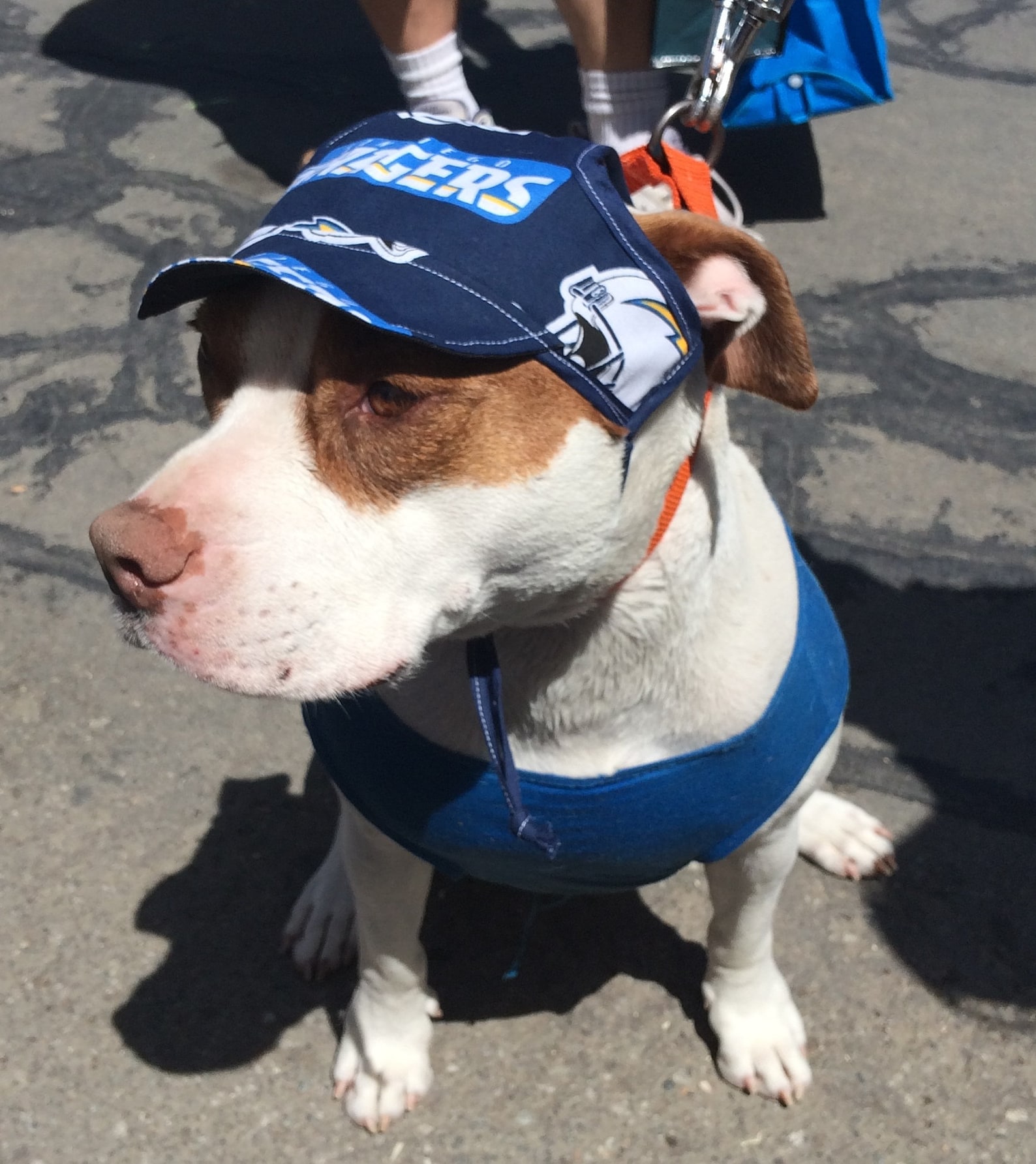 Dog Hat - Seahawks Sports Fabric - Etsy