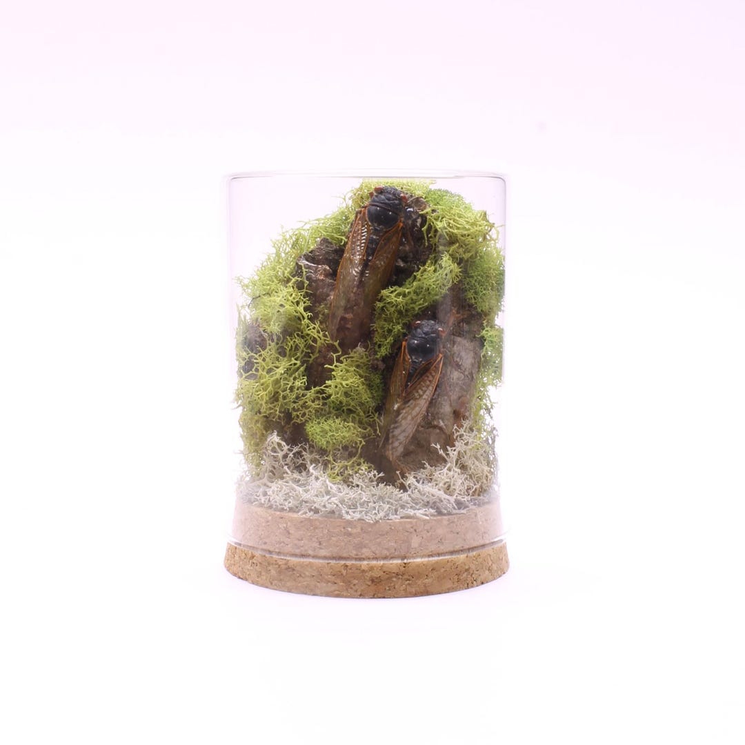 Glass Insect Display- Periodical Cicadas- 2 Specimens-magicicada ...