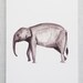 Elephant Animal Print A4 Size - Etsy