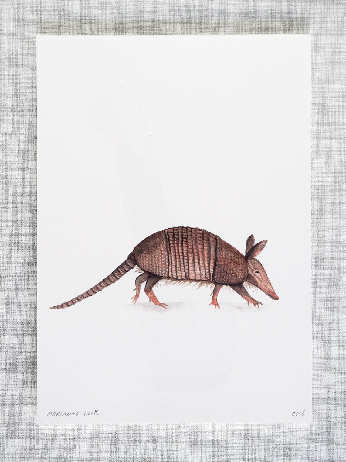 Armadillo Animal Print A4 Size - Etsy
