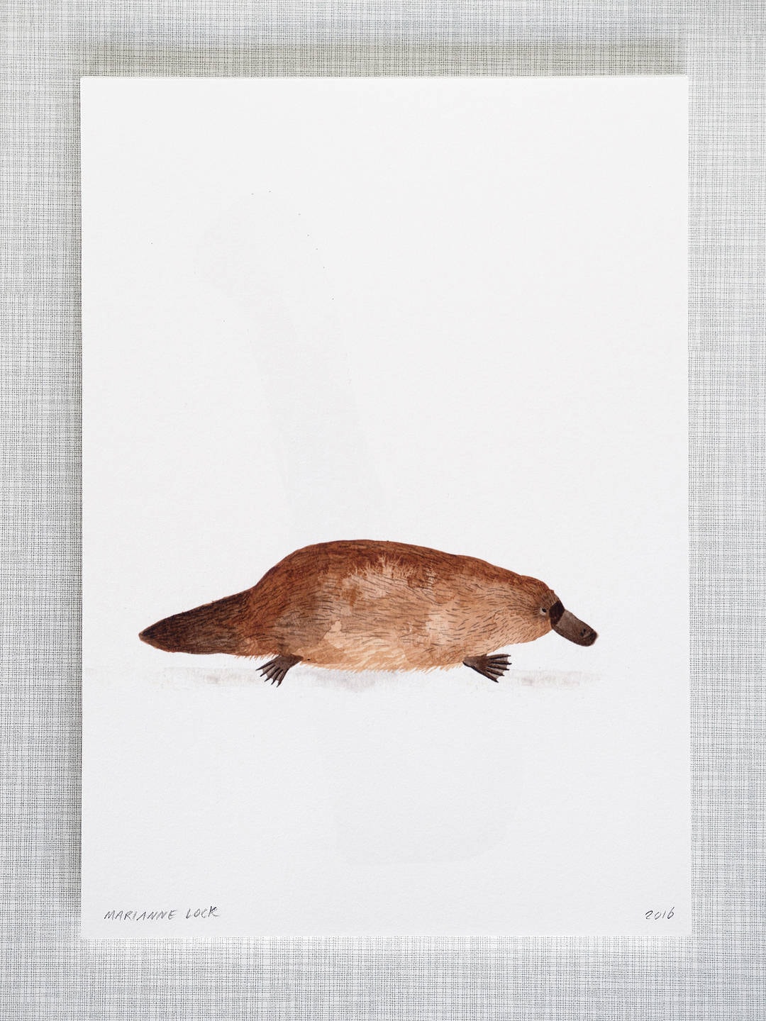 Platypus Animal Art Print in A4 Size - Etsy