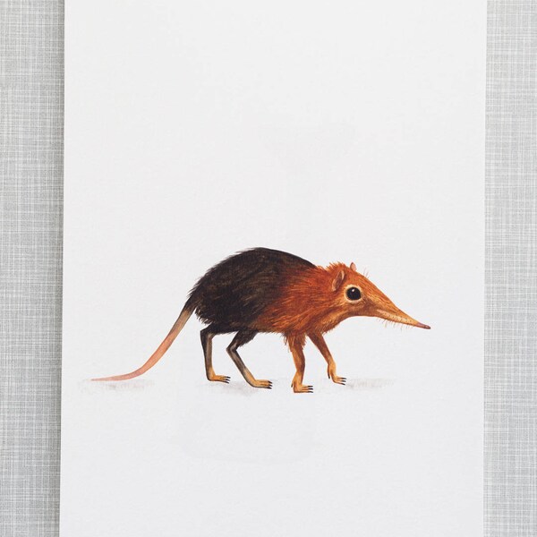 Elephant Shrew - Etsy