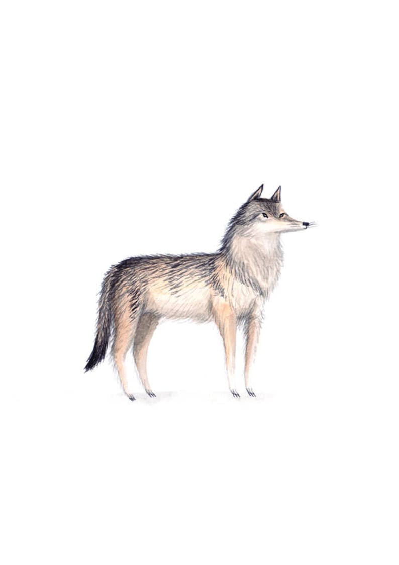 Wolf Animal Print A4 Size - Etsy