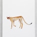 Cheetah Animal Print A4 Print - Etsy