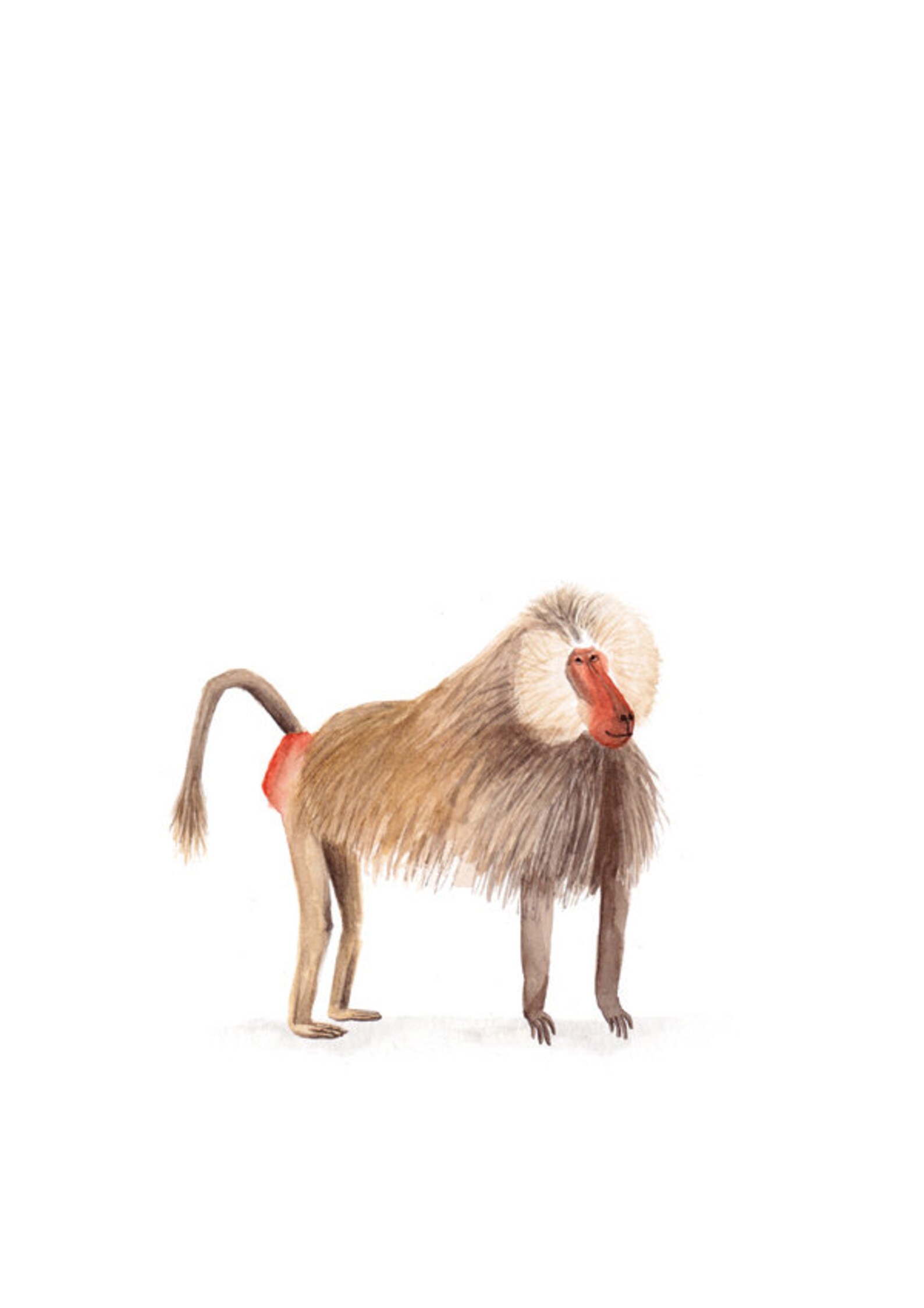 Baboon Animal Print A4 Size - Etsy