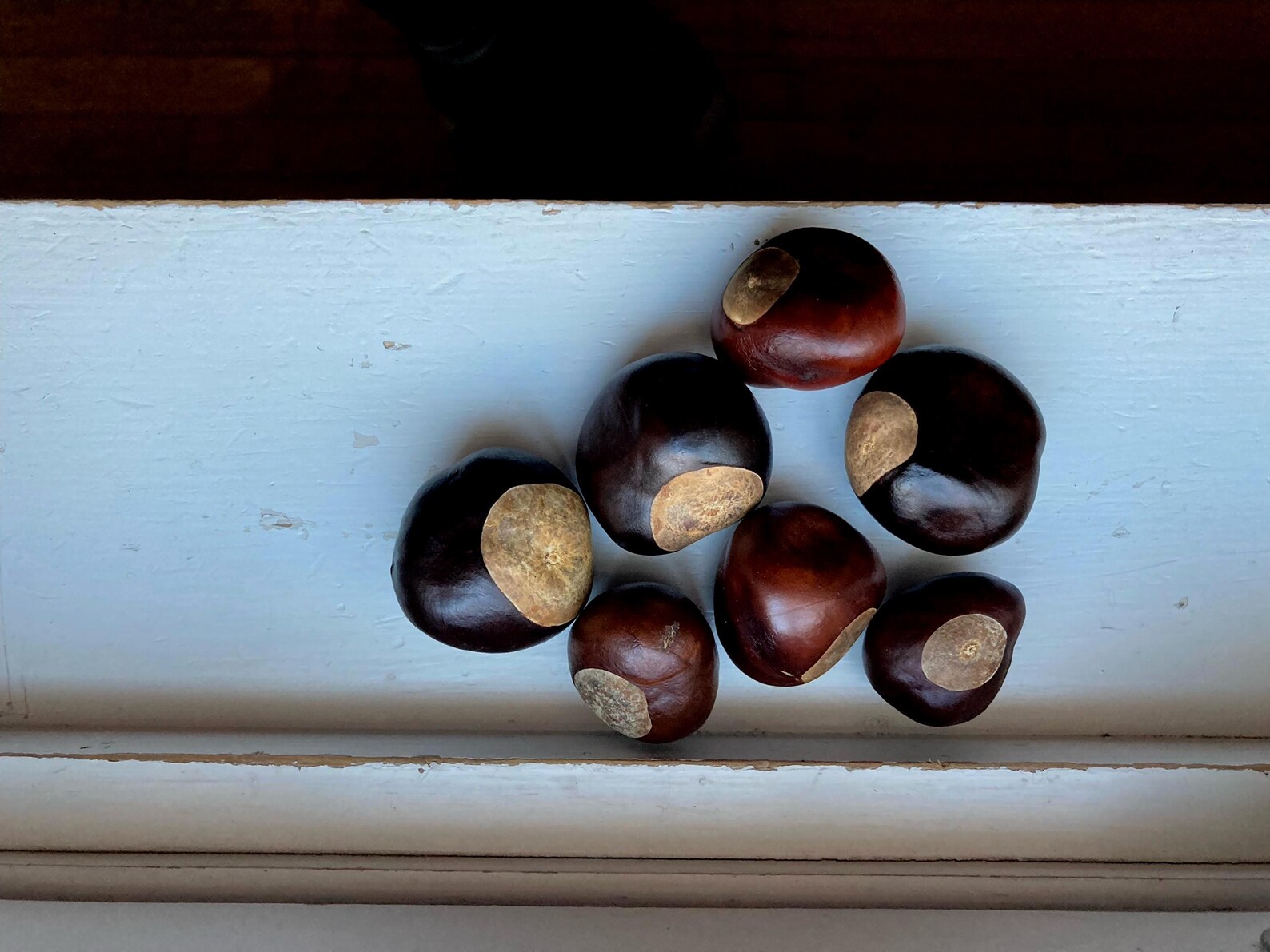 Buckeye Nuts - Home-grown - Real- Ohio - Large - Different-shapes ...