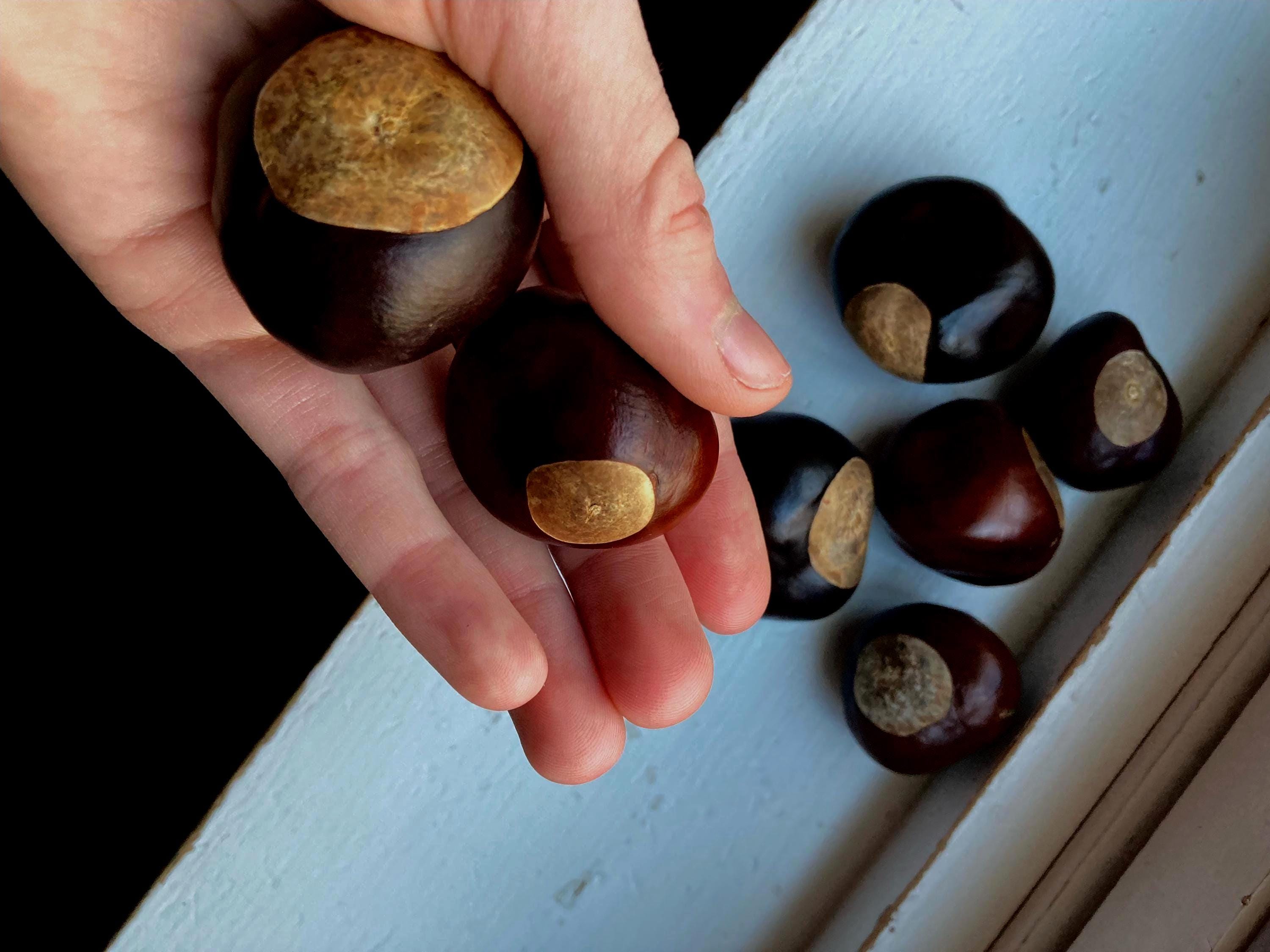 Buckeye Nuts - Home-grown - Real- Ohio - Large - Different-shapes ...