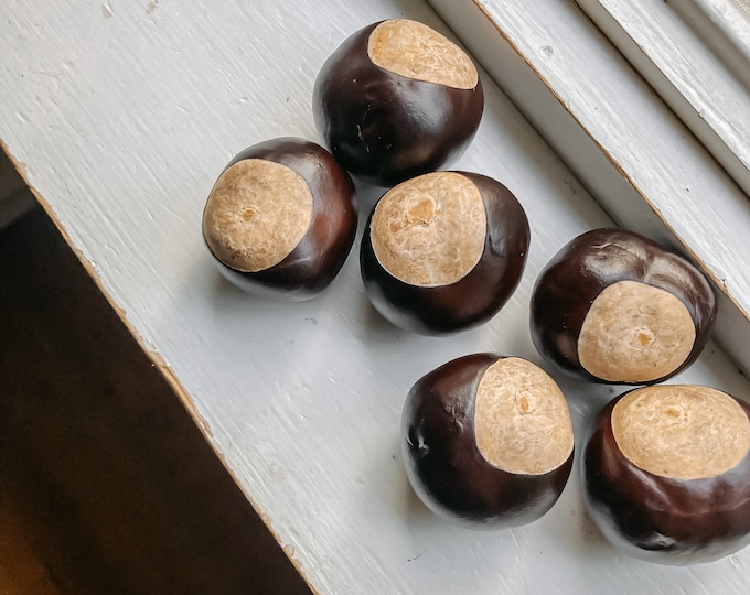 Home-grown - Real- Ohio - Buckeye Nuts - Etsy