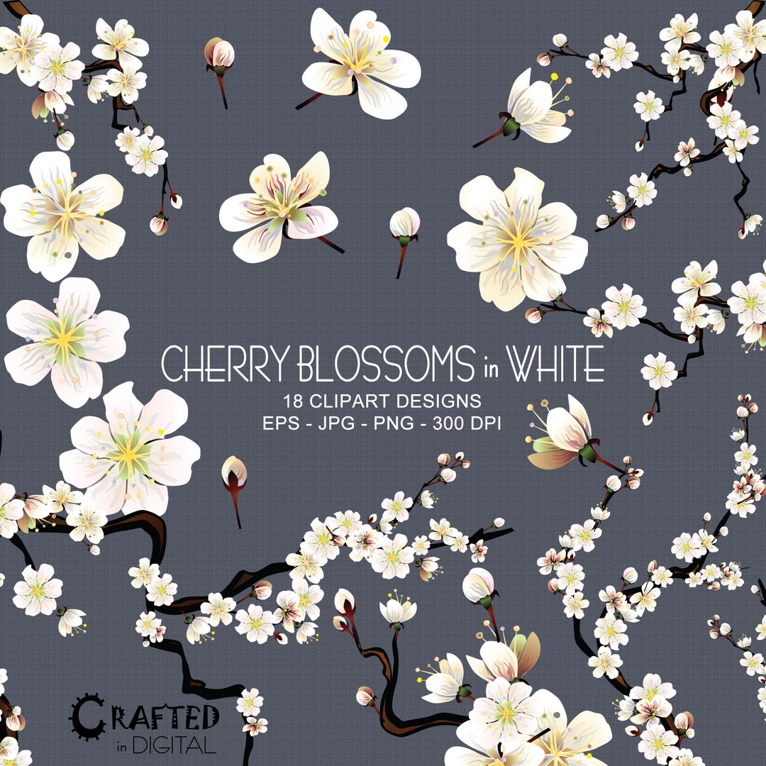 White Sakura/cherry Blossom Clipart Collection - Etsy