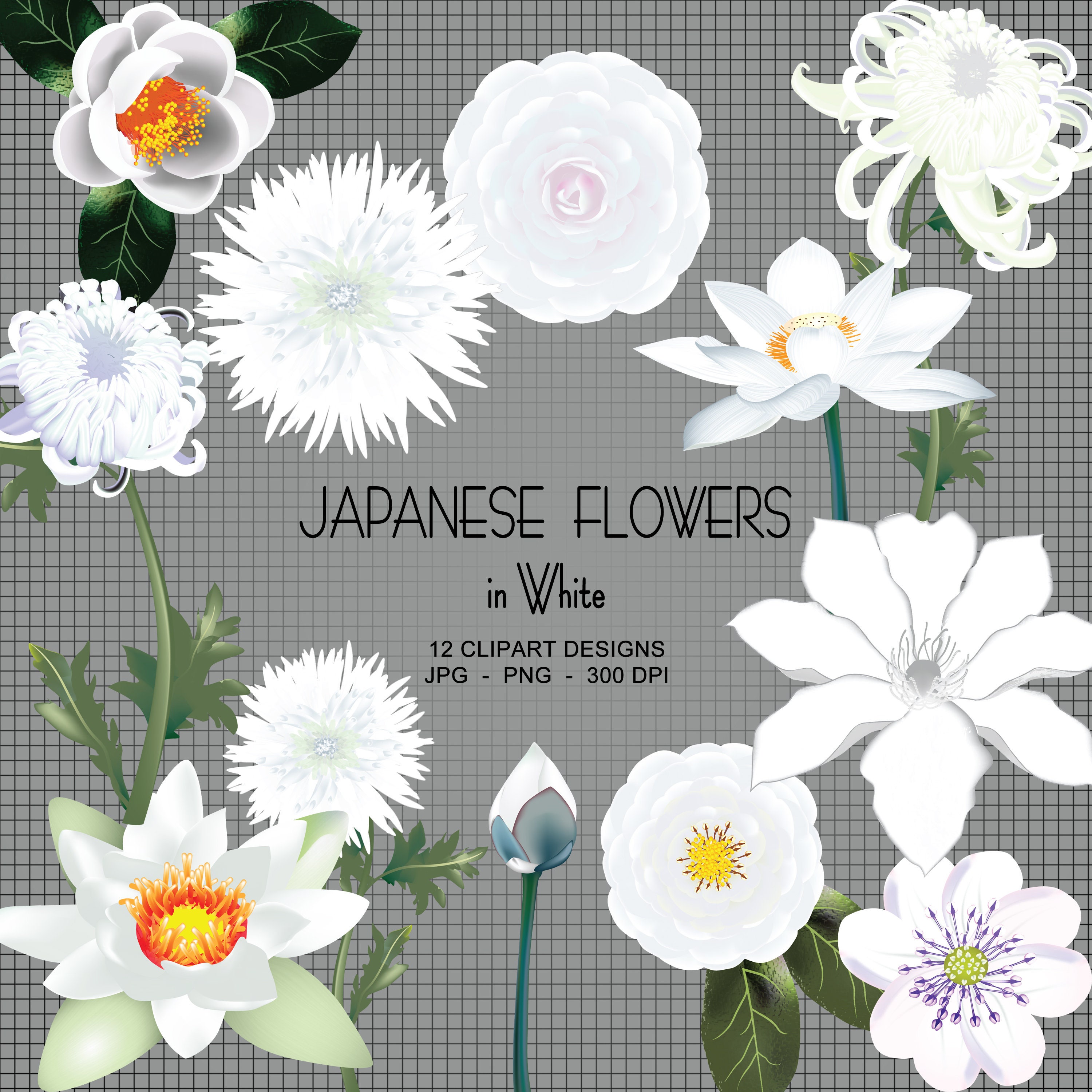 White Japanese Flower Clipart Collection - Etsy