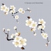 White Sakura/cherry Blossom Clipart Collection - Etsy