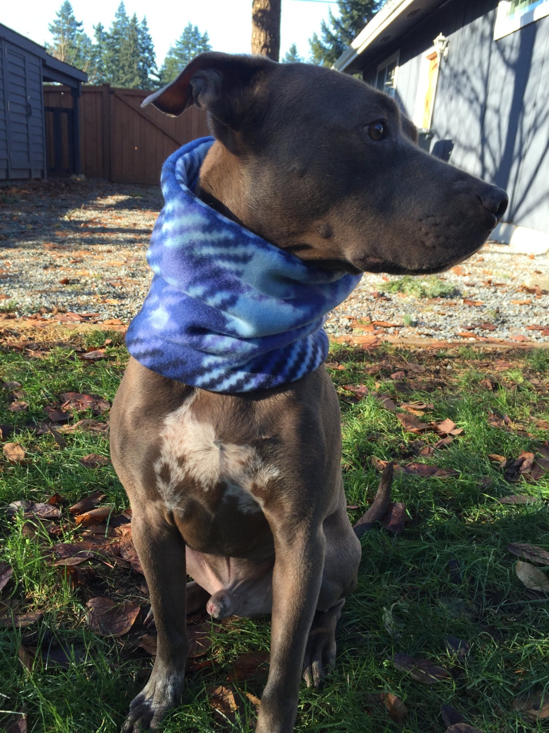 Fleece Dog Snood Design | Etsy