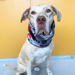 Fleece Dog Snood- Design - Etsy