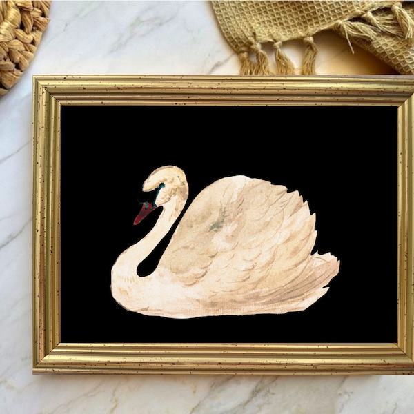 Framed Black Swan Poster - Etsy