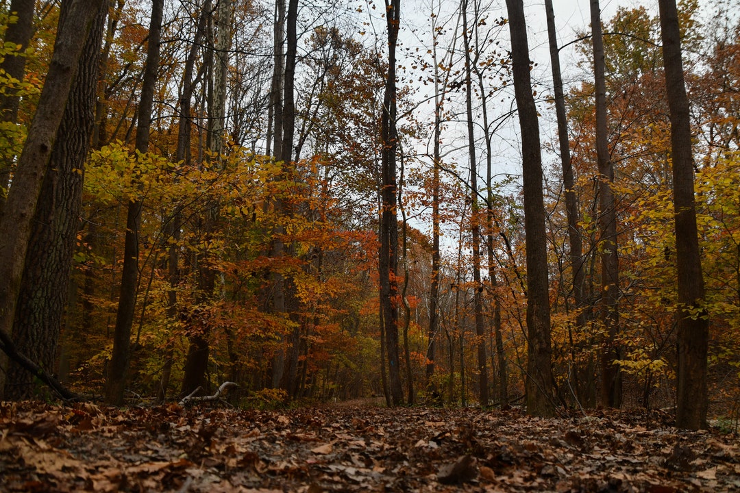 Moody Fall Scenery Woodsy Hike Photo- Wall Art/ Home Decor/ Autumn ...