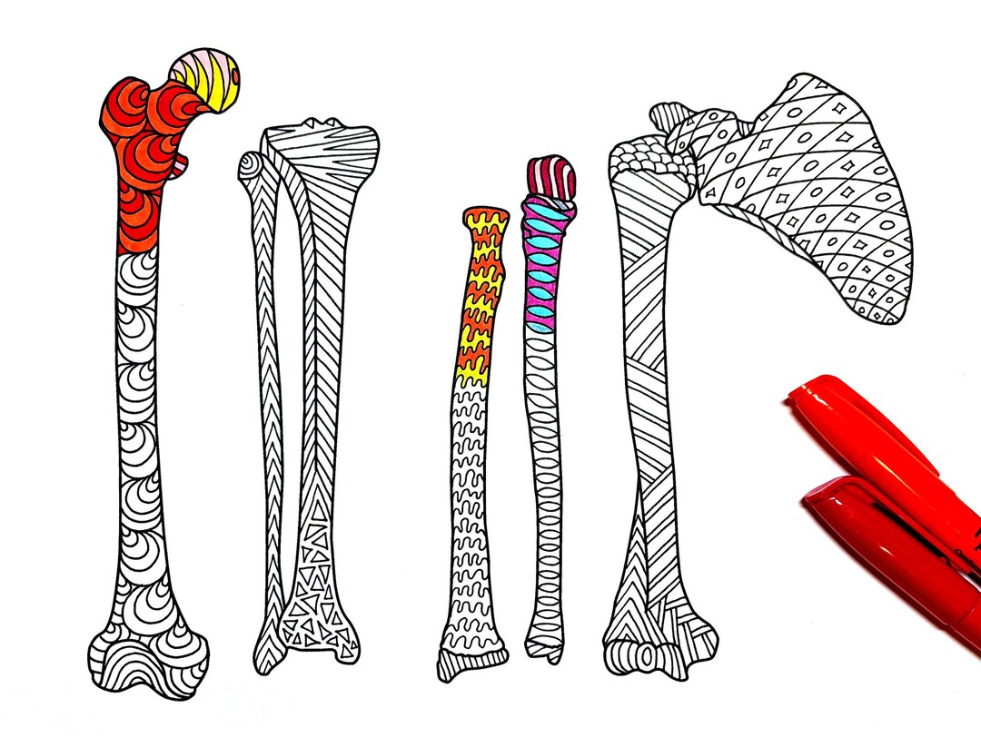 Leg Bones and Arm Bones - Human Anatomy - PDF Coloring Page - Femur ...