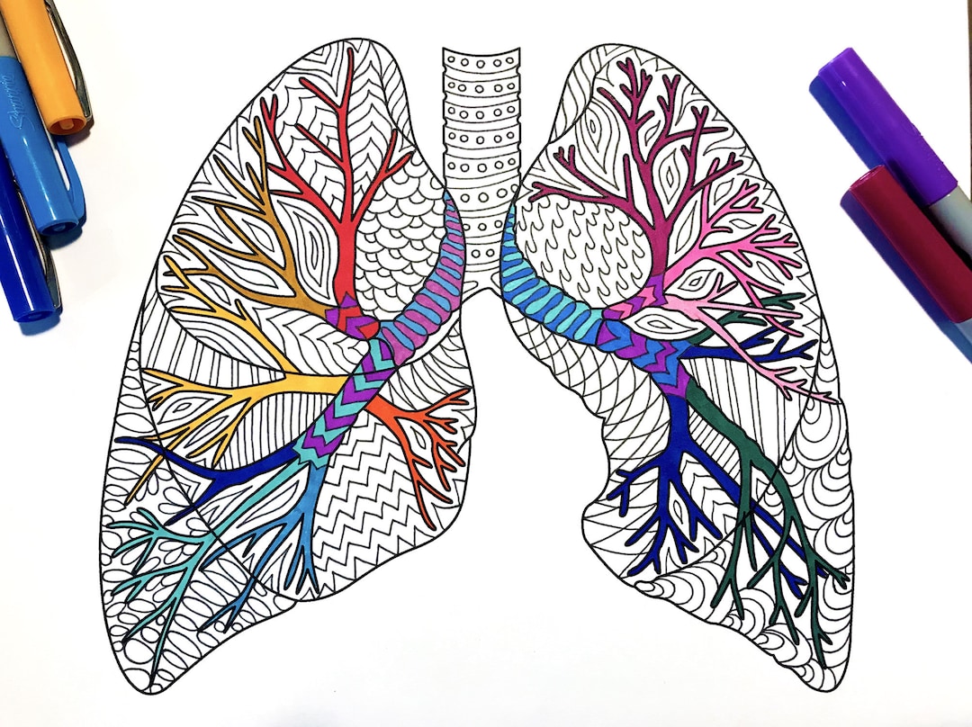 Lungs - Human Anatomy - PDF Anatomy Coloring Page - Etsy