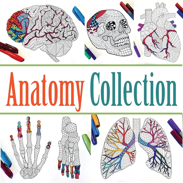 Speech Anatomy Art - Etsy