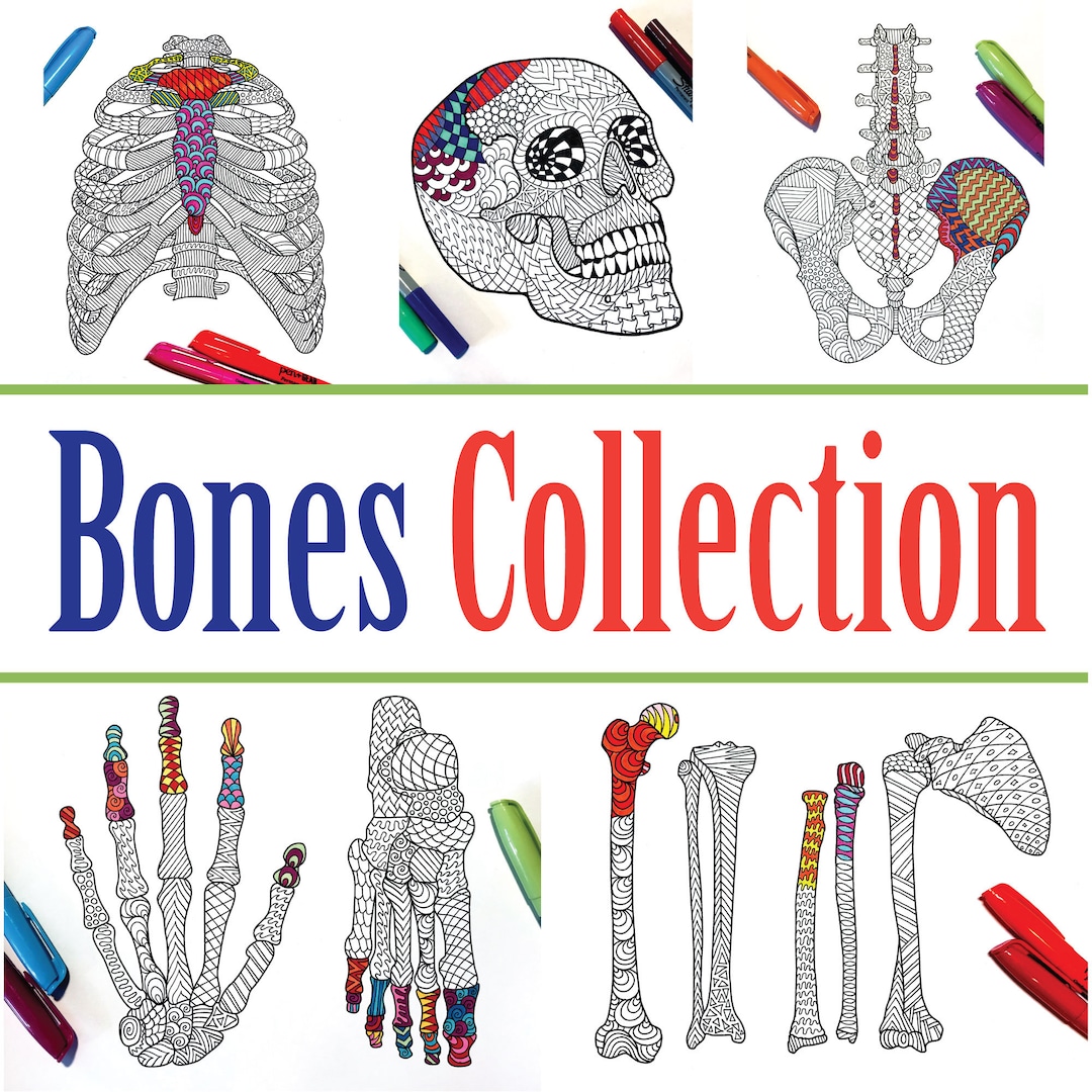 Human Bones Anatomy Collection - Set of 5 PDF Coloring Pages - Etsy