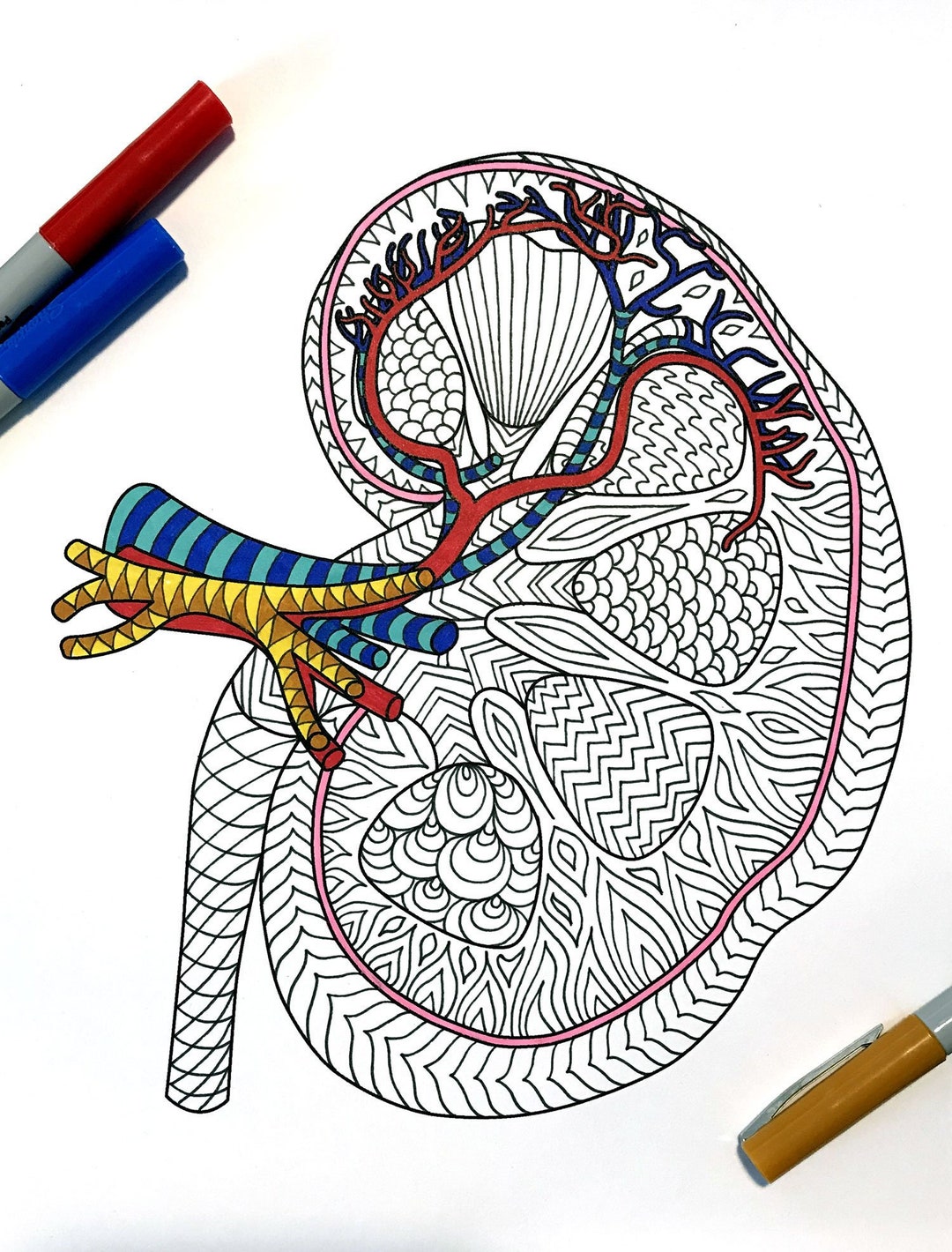 Kidney - Human Anatomy - PDF Coloring Page - Etsy