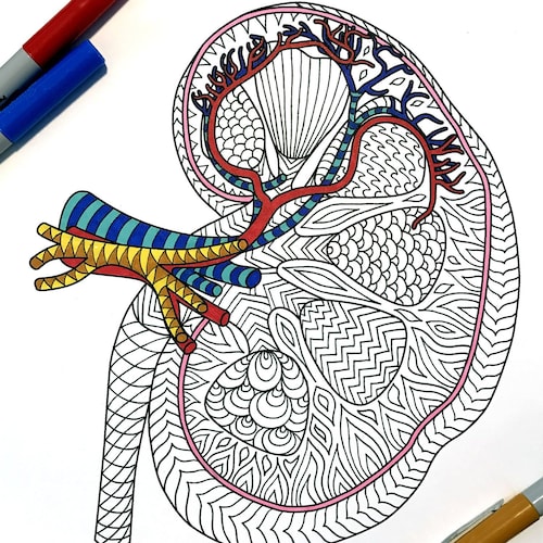 Kidney Human Anatomy PDF Coloring Page - Etsy